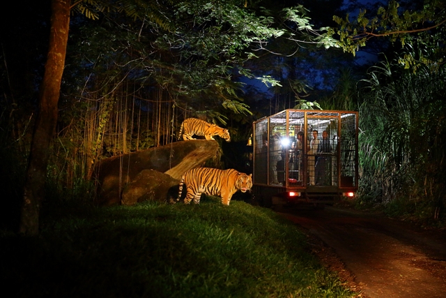 Bertualang Seru di Bali Night Safari | Smartmama
